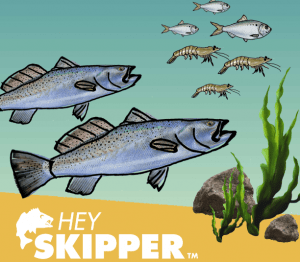 Shop – Hey Skipper
