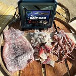 ALL-IN-ONE Bait Box- Waterproof Bait Box, Squid, Clam, Shrimp Salted ...